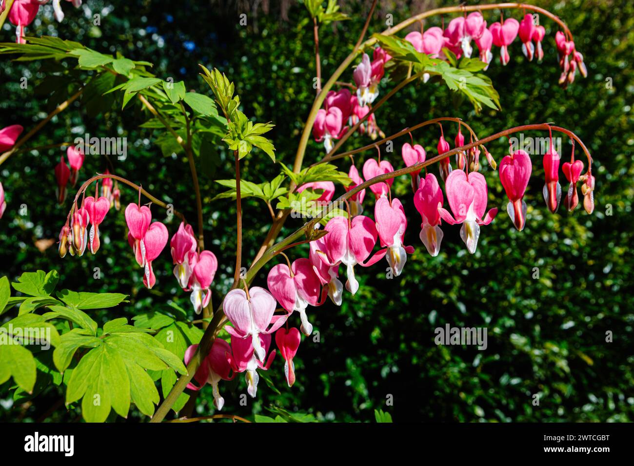 Heart-shaped pink flowers and a white drop-like petal of Lamprocapnos ...