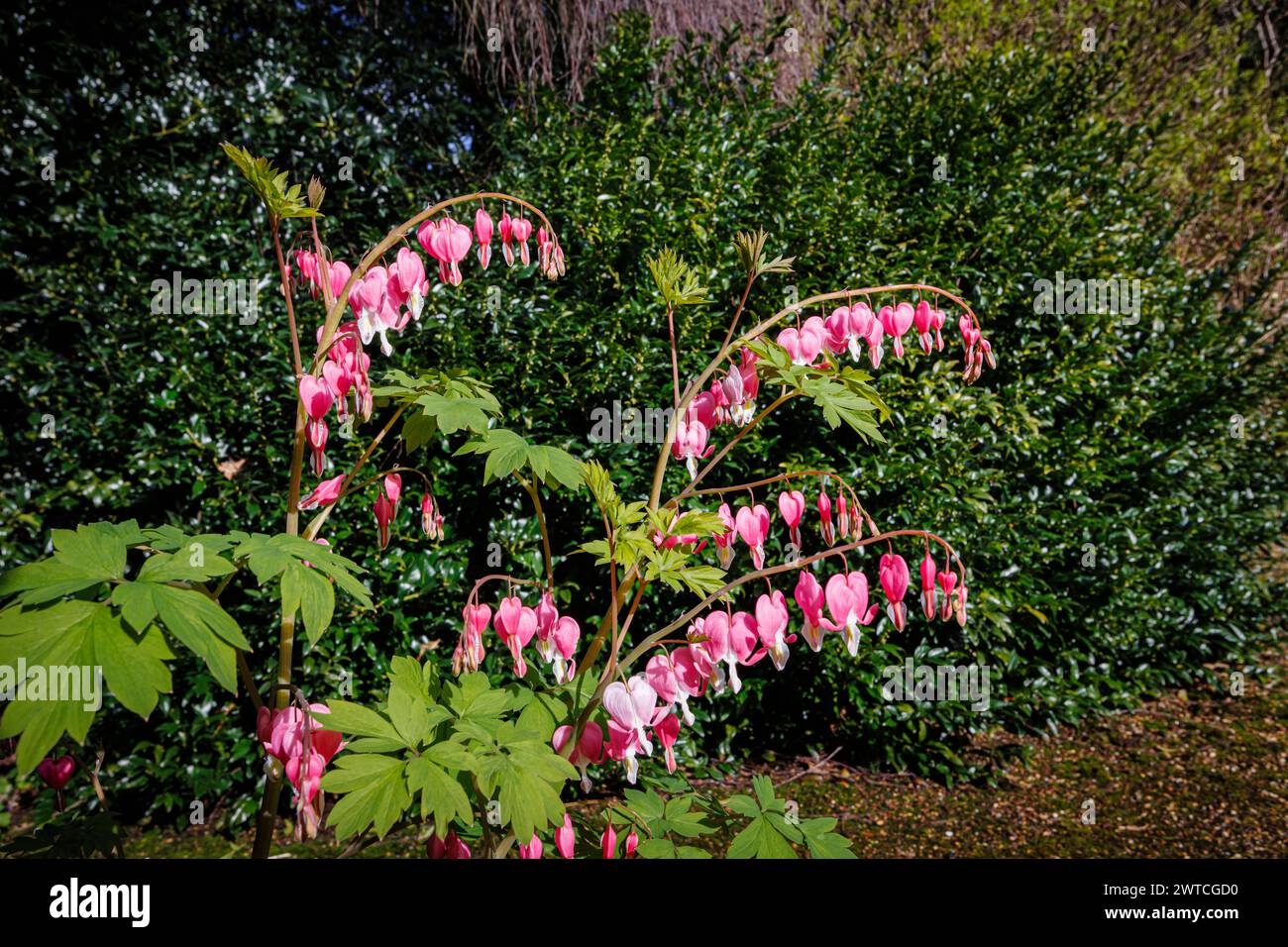 Heart-shaped pink flowers and a white drop-like petal of Lamprocapnos ...