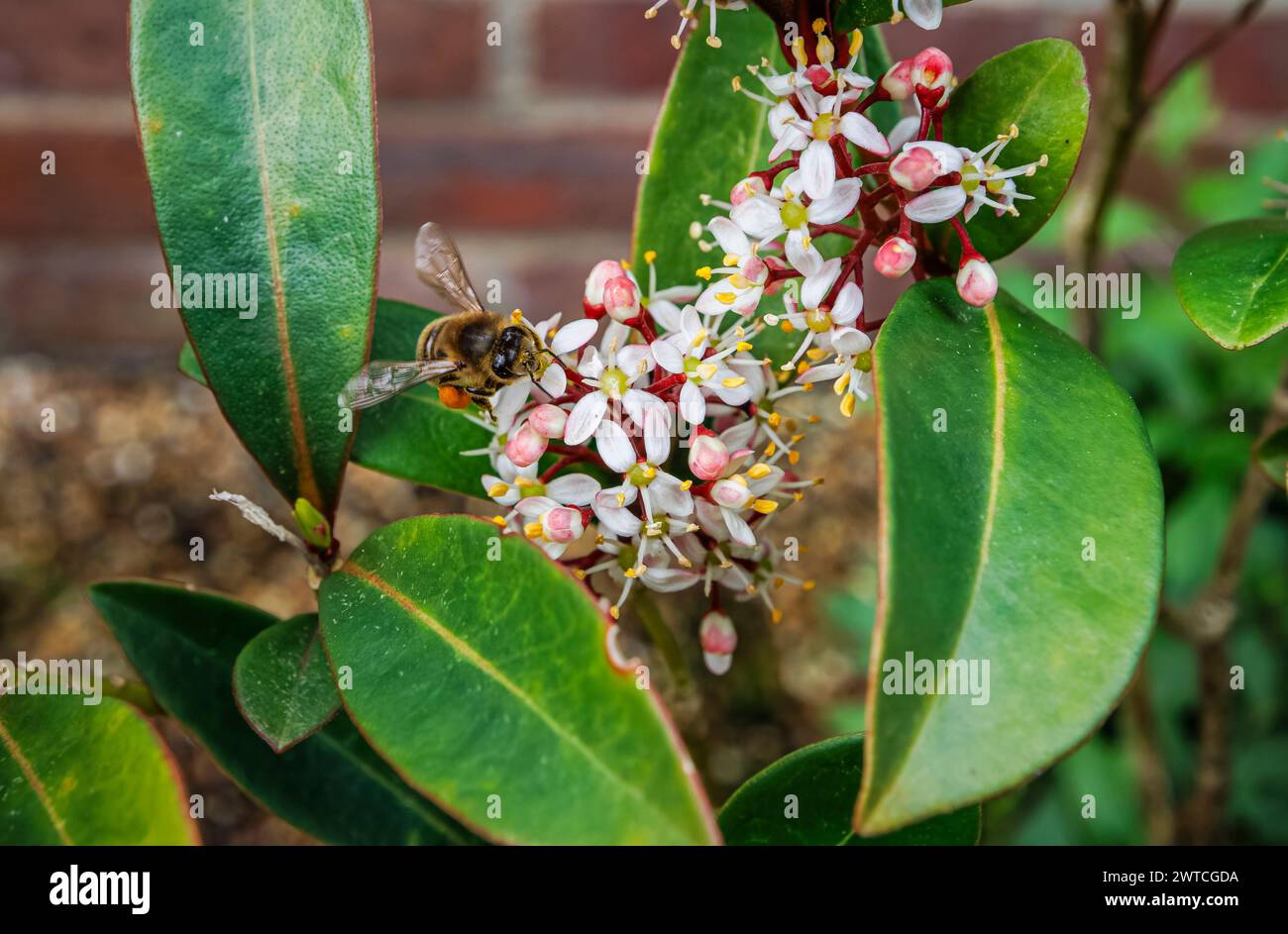 A bee collects pollen into a pollen basket or corbicula from panicles ...