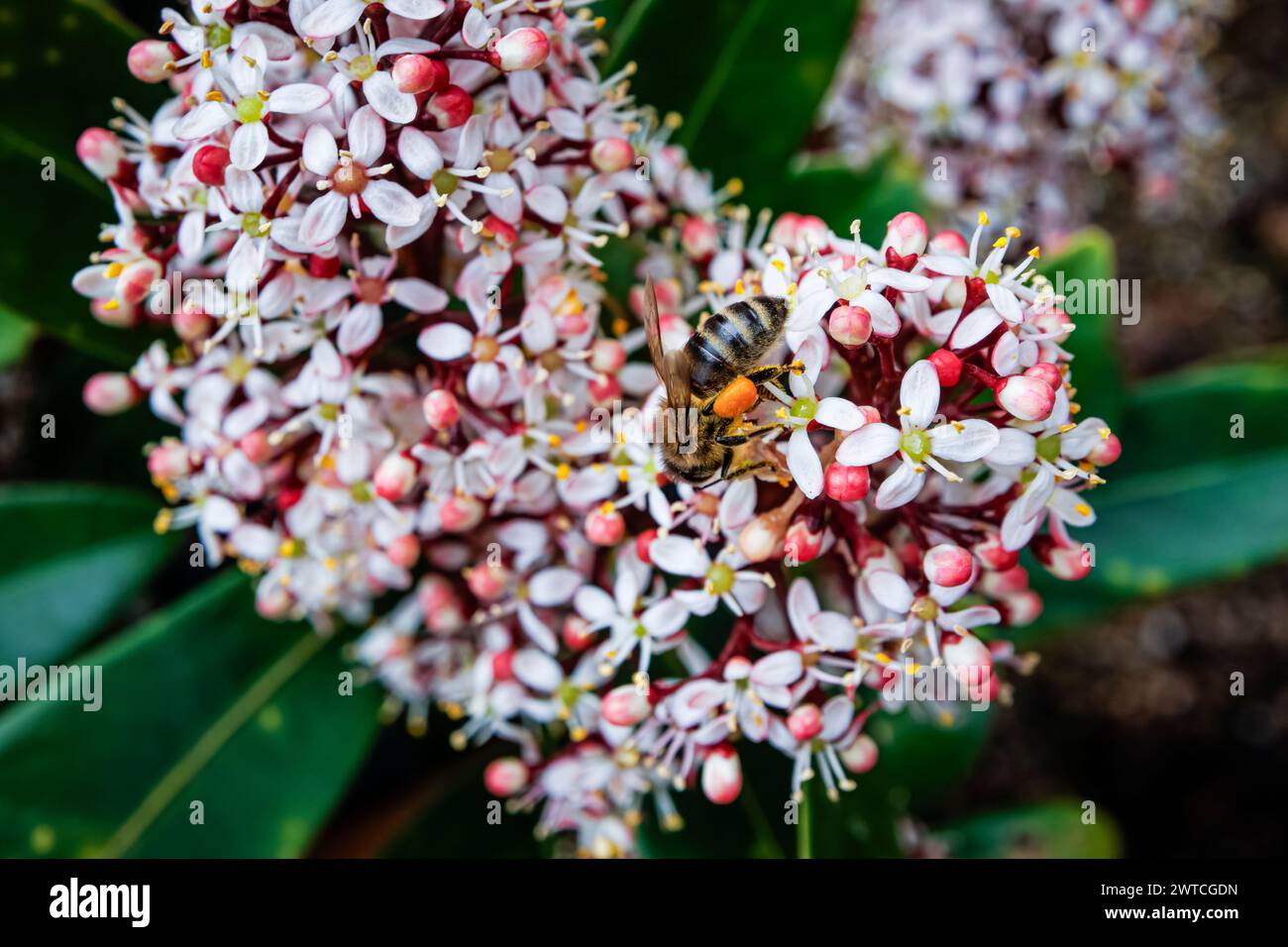 Fauna japonica hi-res stock photography and images - Alamy