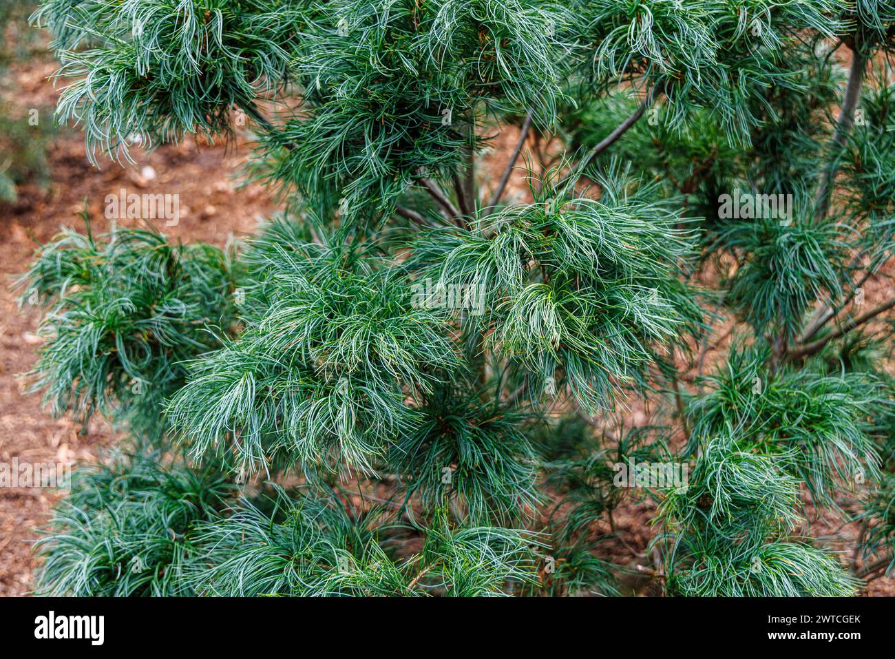 Dwarf evergreen coniferous shrub, unusual needles, Weymouth pine or ...