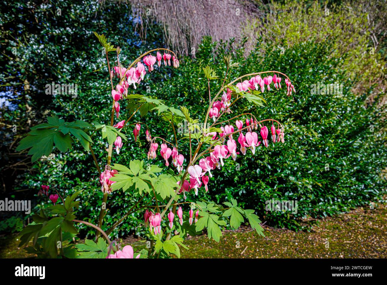 Heart-shaped pink flowers and a white drop-like petal of Lamprocapnos ...