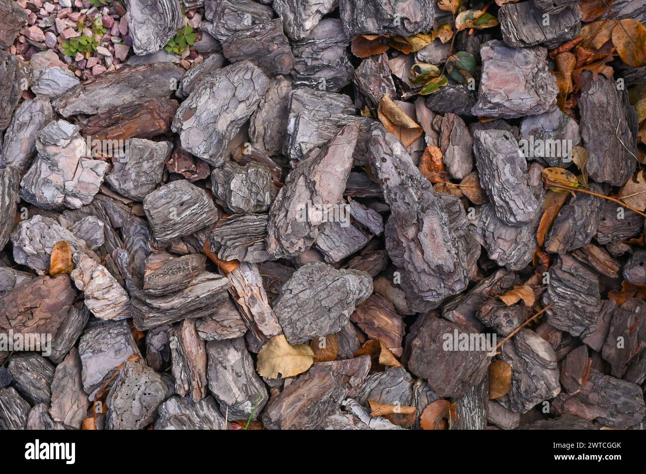 tree bark for a textured background decor. close-up Stock Photo - Alamy