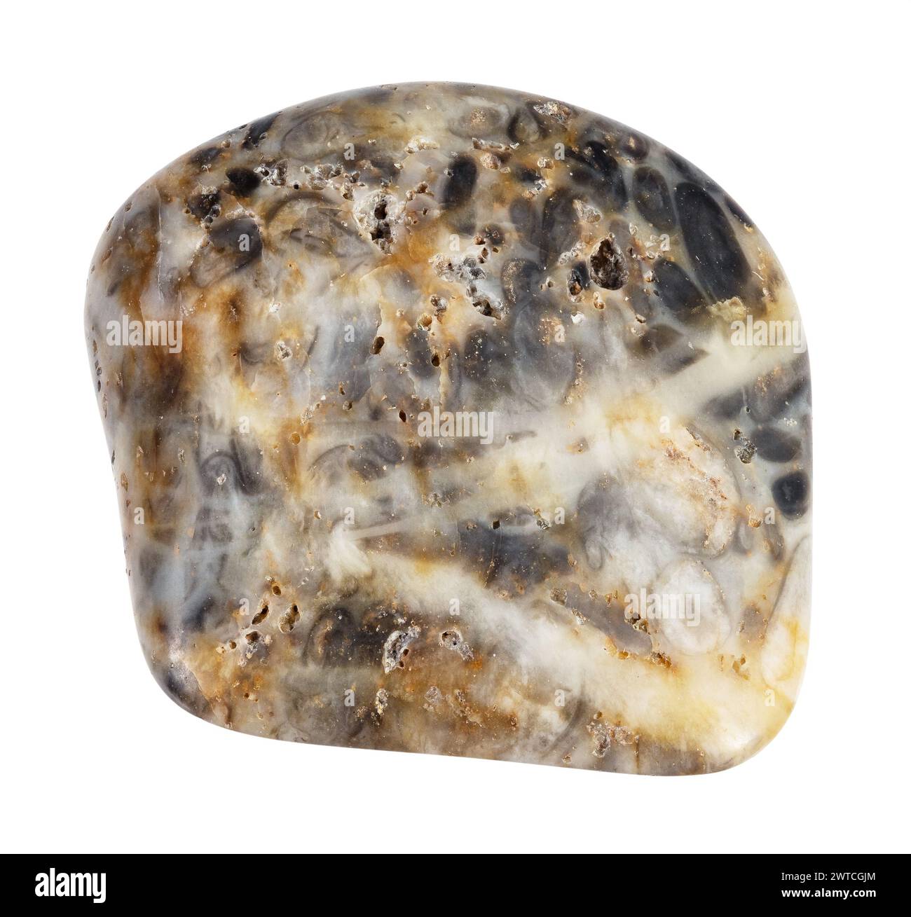 specimen of natural tumbled oncolite mineral cutout on white background ...