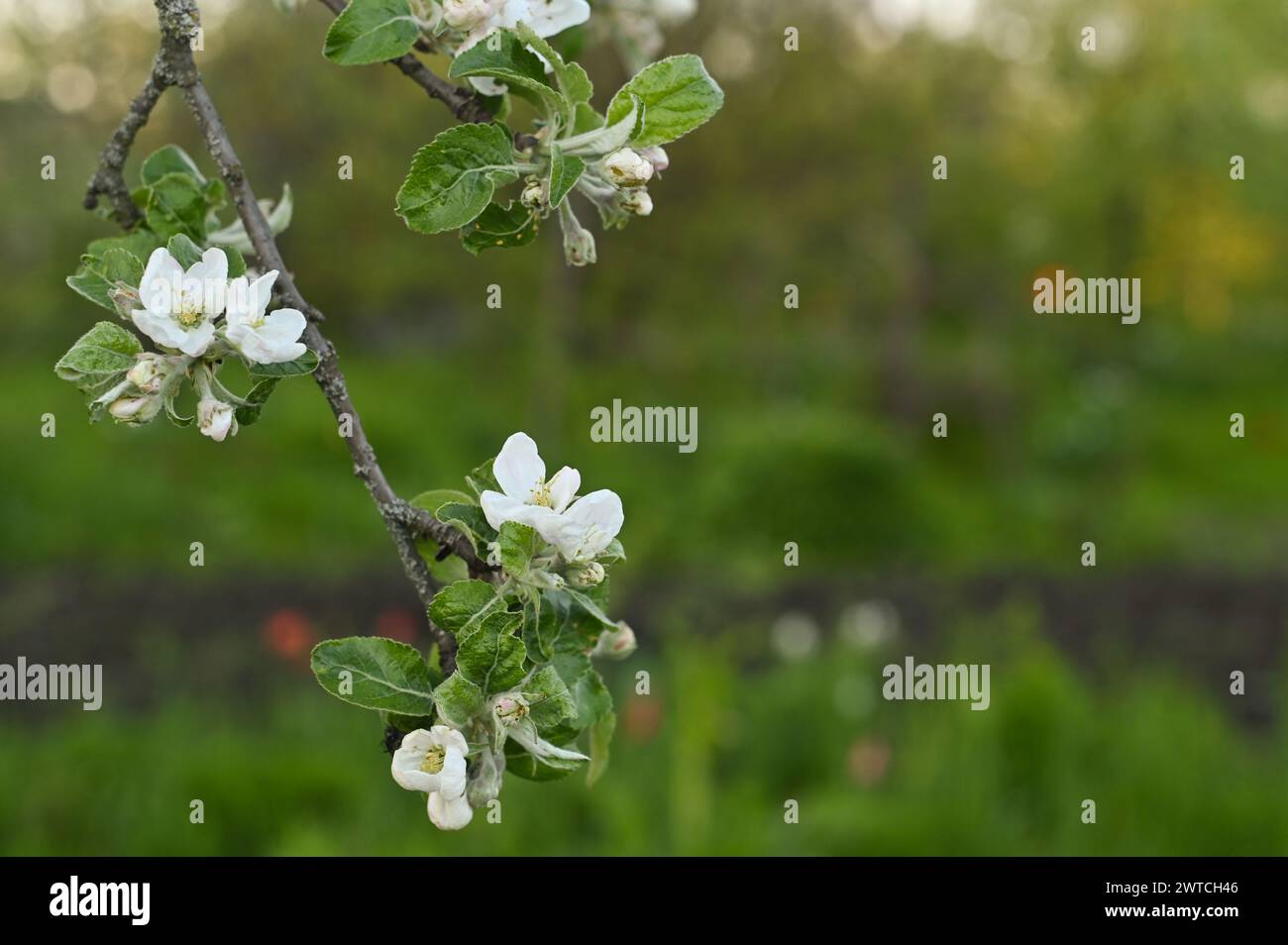 the spring flowering of the pear tree. pear flowers close-up background ...