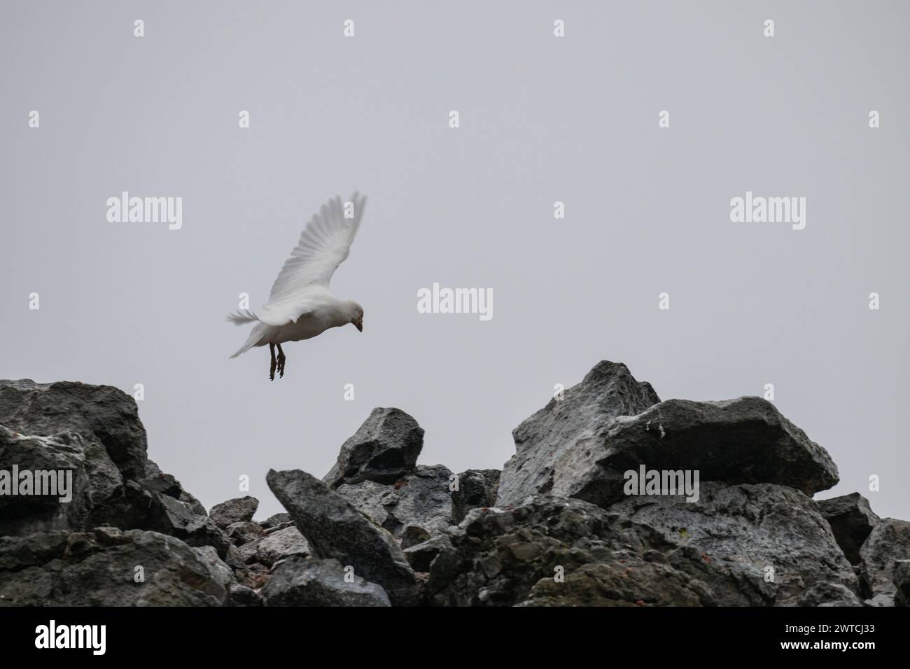 Sheathbill Snowy (Chionis albus), Half Moon Island, South Shetlands ...