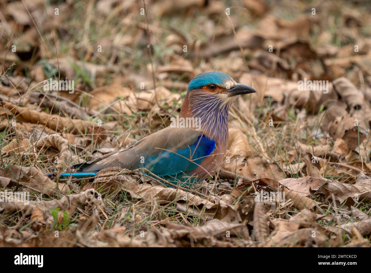 Indian Roller - Coracias benghalensis, beautiful colored iconic bird ...