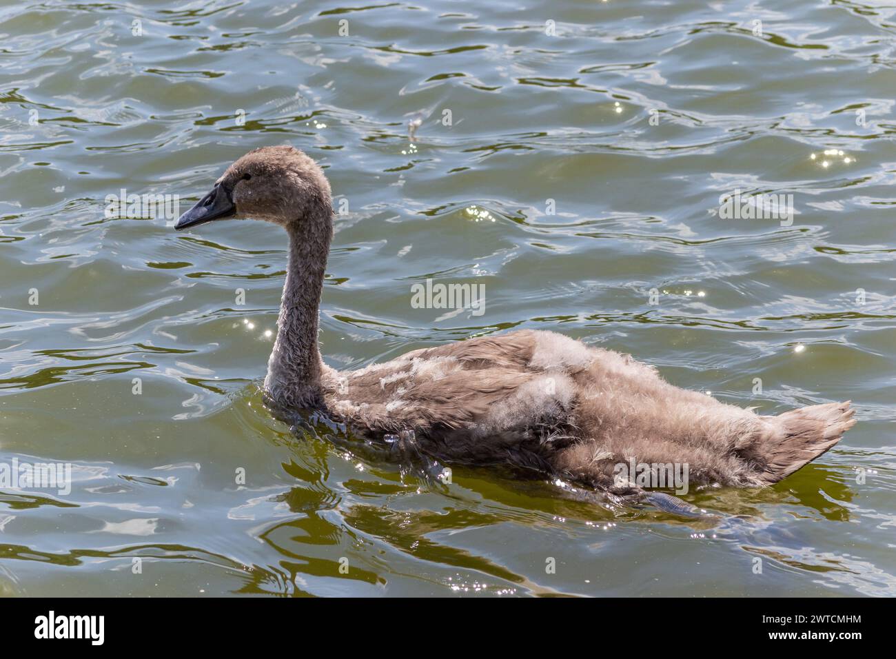 Winchmore hill hi-res stock photography and images - Alamy