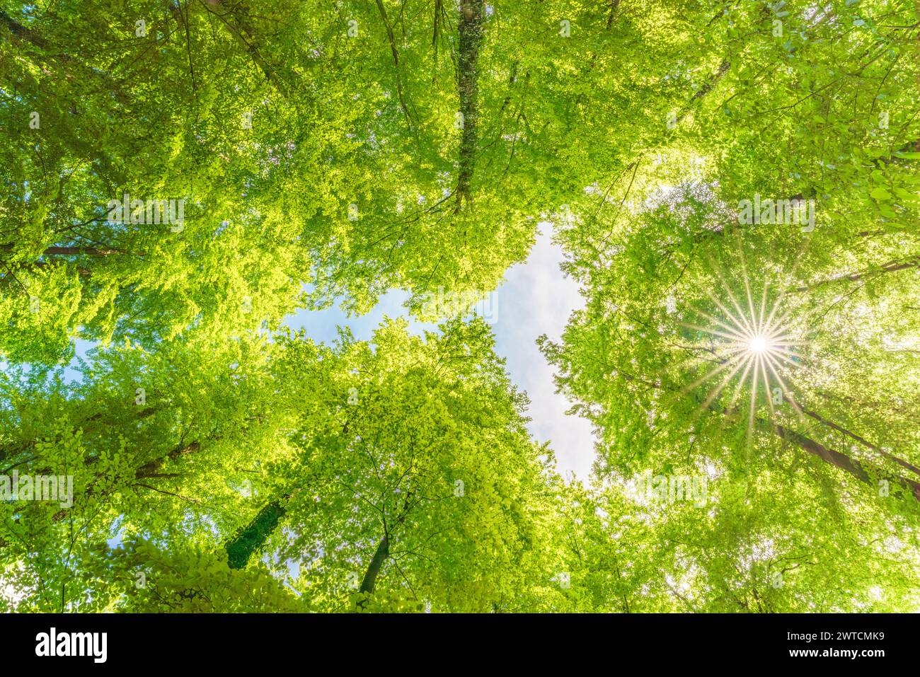 Green pompous forest see from below with sunlight during springtime ...