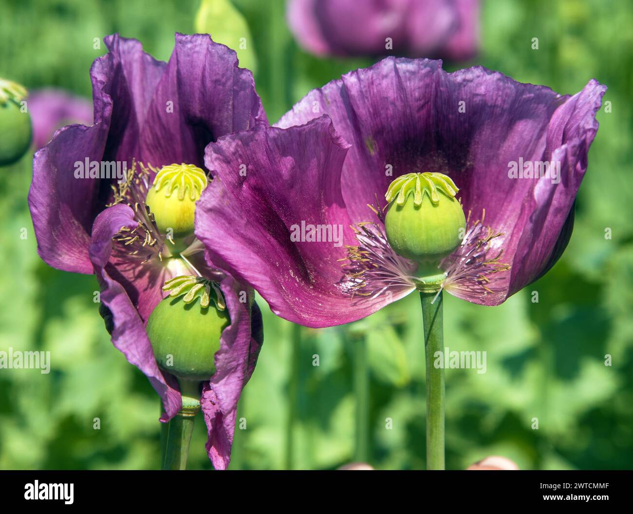 Detail of opium poppy flower, in latin papaver somniferum, dark purple ...