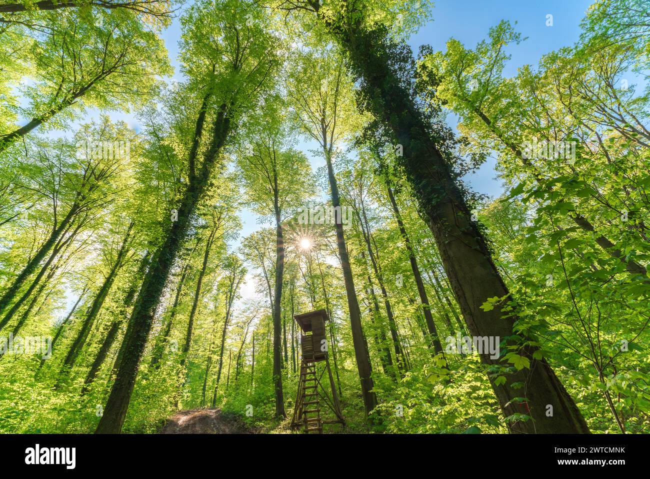 Green pompous forest see from below with sunlight during springtime ...