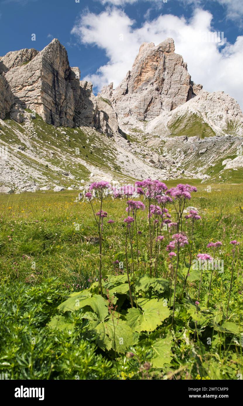 Alps dolomites mountains and pink or purple mountain flowers Stock ...