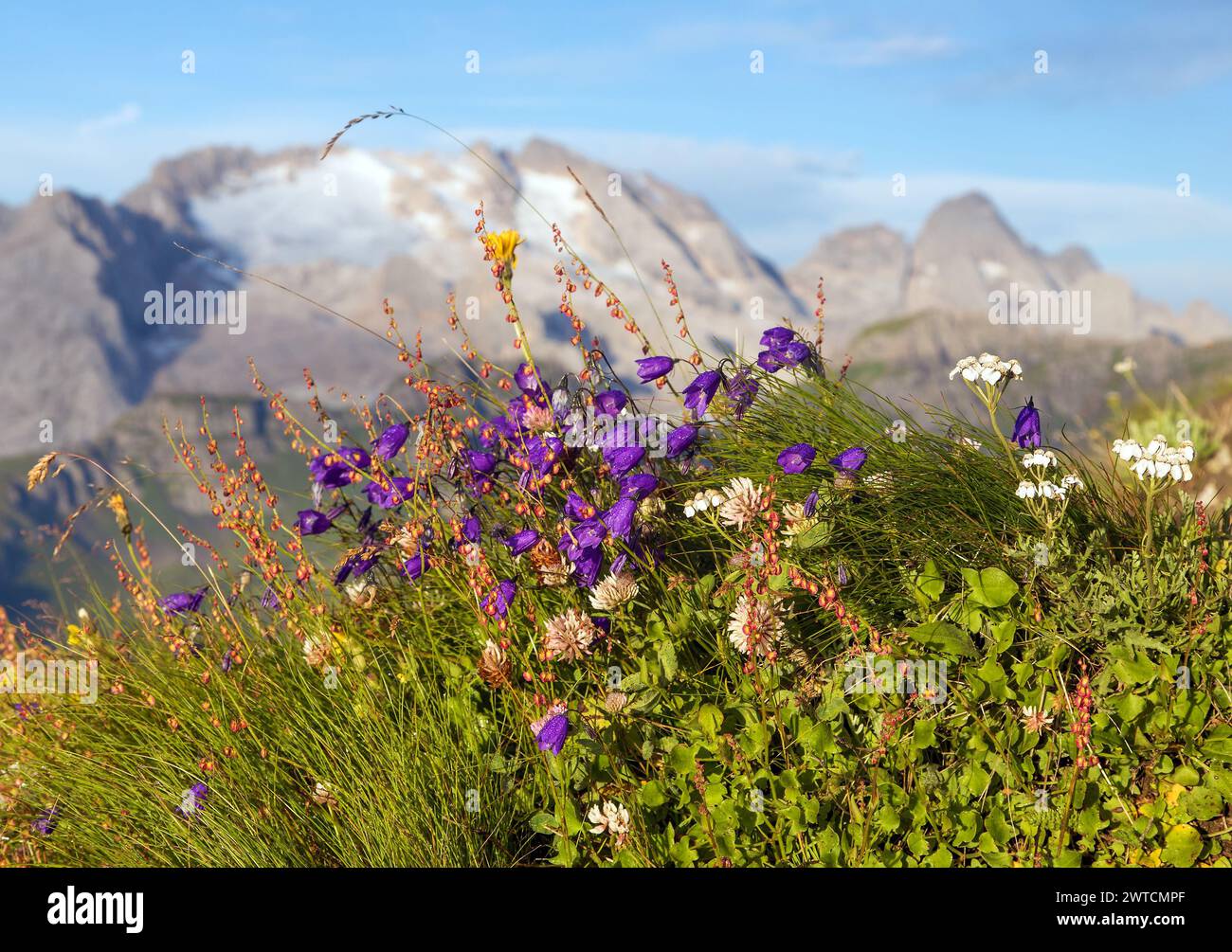 View of mount Marmolada peak with flowers, the highest mount of ...