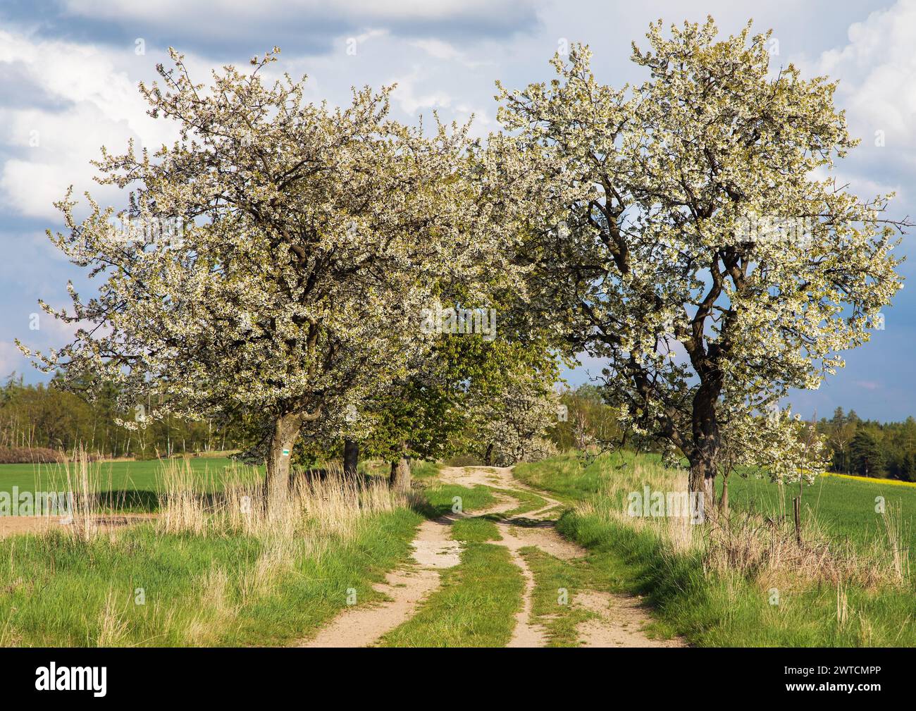 Alley of flowering cherry trees and dirt road, springtime view Stock ...