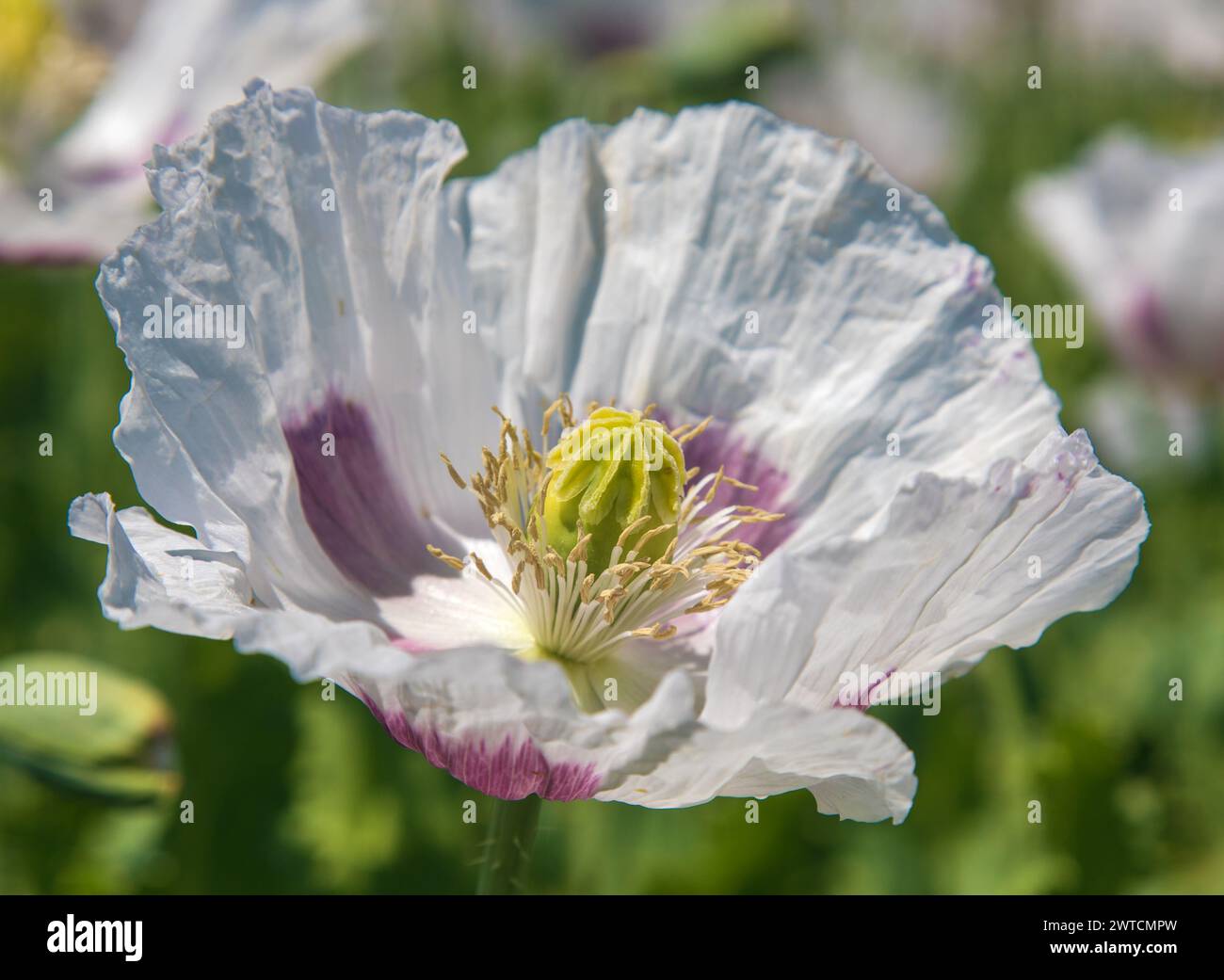 Detail of opium poppy flower, in latin papaver somniferum, white ...