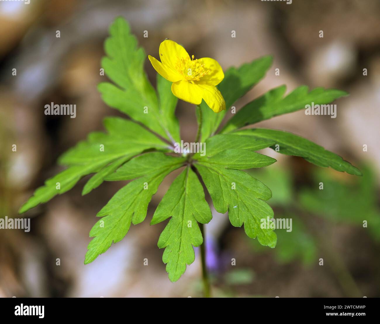 yellow anemone, yellow wood anemone, or buttercup anemone, in latin ...