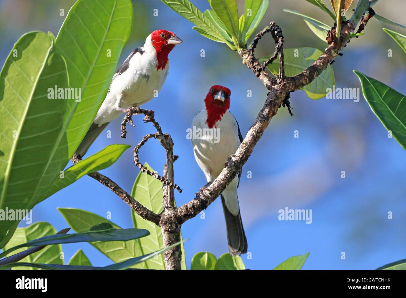 couple of Red-cowled Cardinal (Paroaria dominicana), perched in the ...