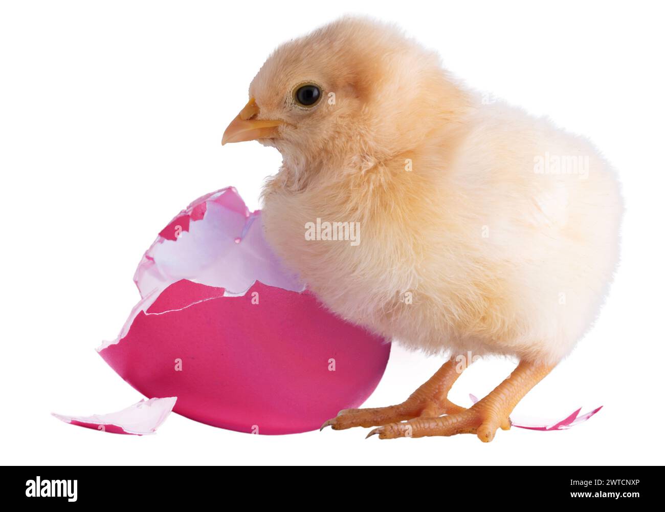 Bright yellow chicken chick standing next to a broken pink egg shell ...