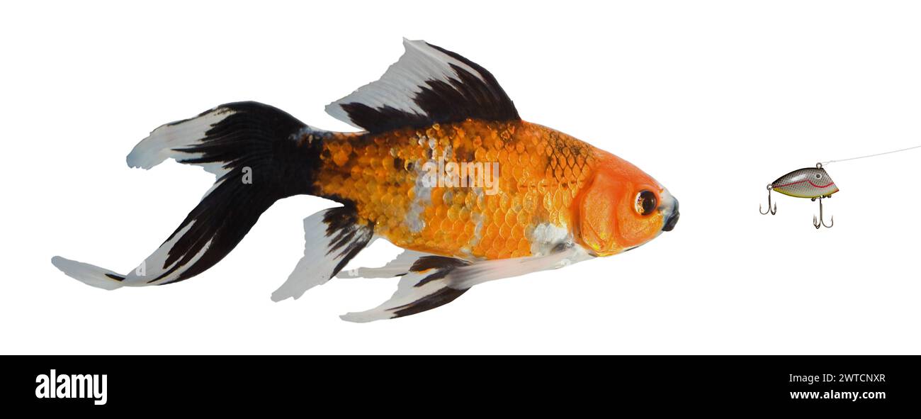 Goldfish with black and copper coloration chasing after an artificial ...