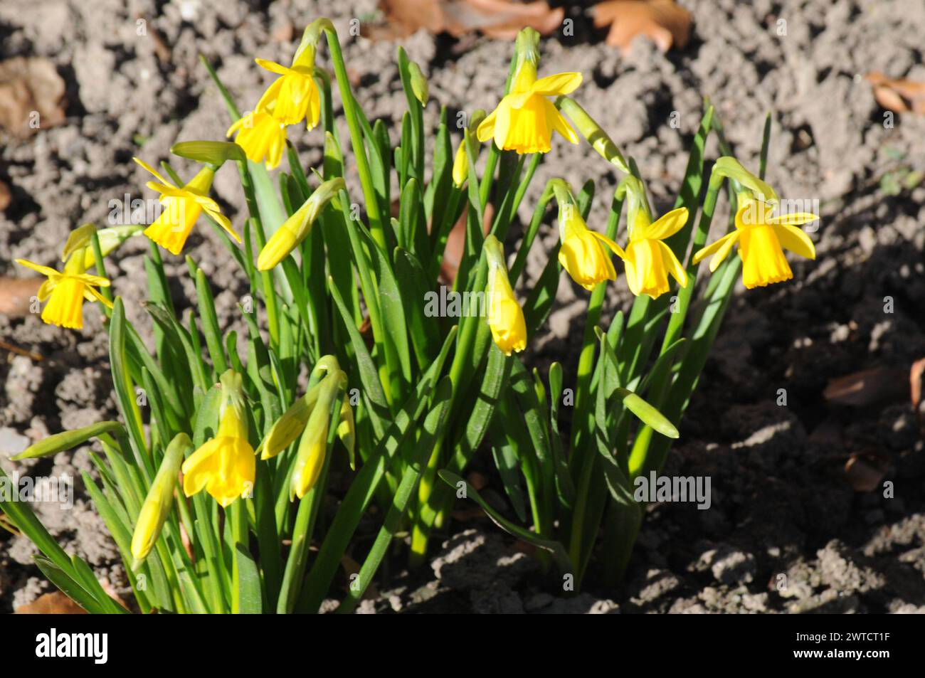 Copenhagen, Denmark /17 March 2024/.Daffodils flowers for sale in ...