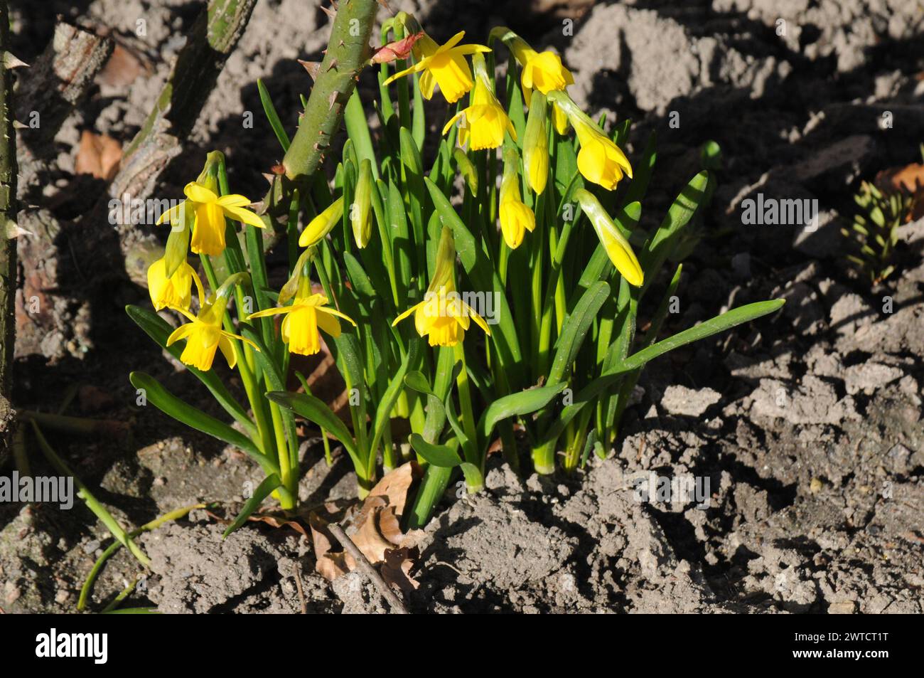 Copenhagen, Denmark /17 March 2024/.Daffodils flowers for sale in ...