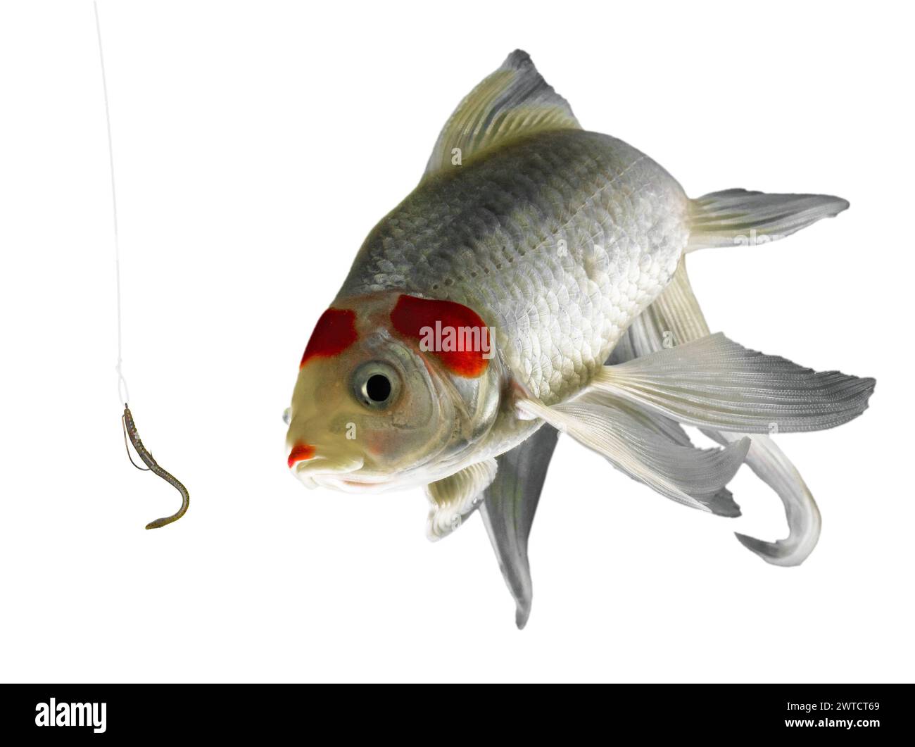 Big white fish coming back to look at the lure of a rubber work for ...