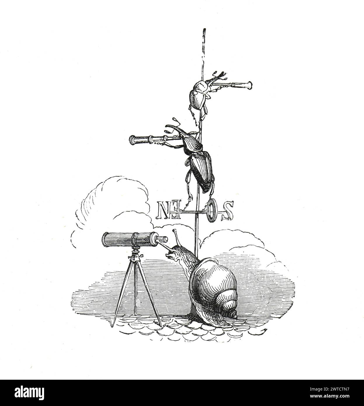 Anthropomorphic animals. humanized insects. insects with binoculars ...