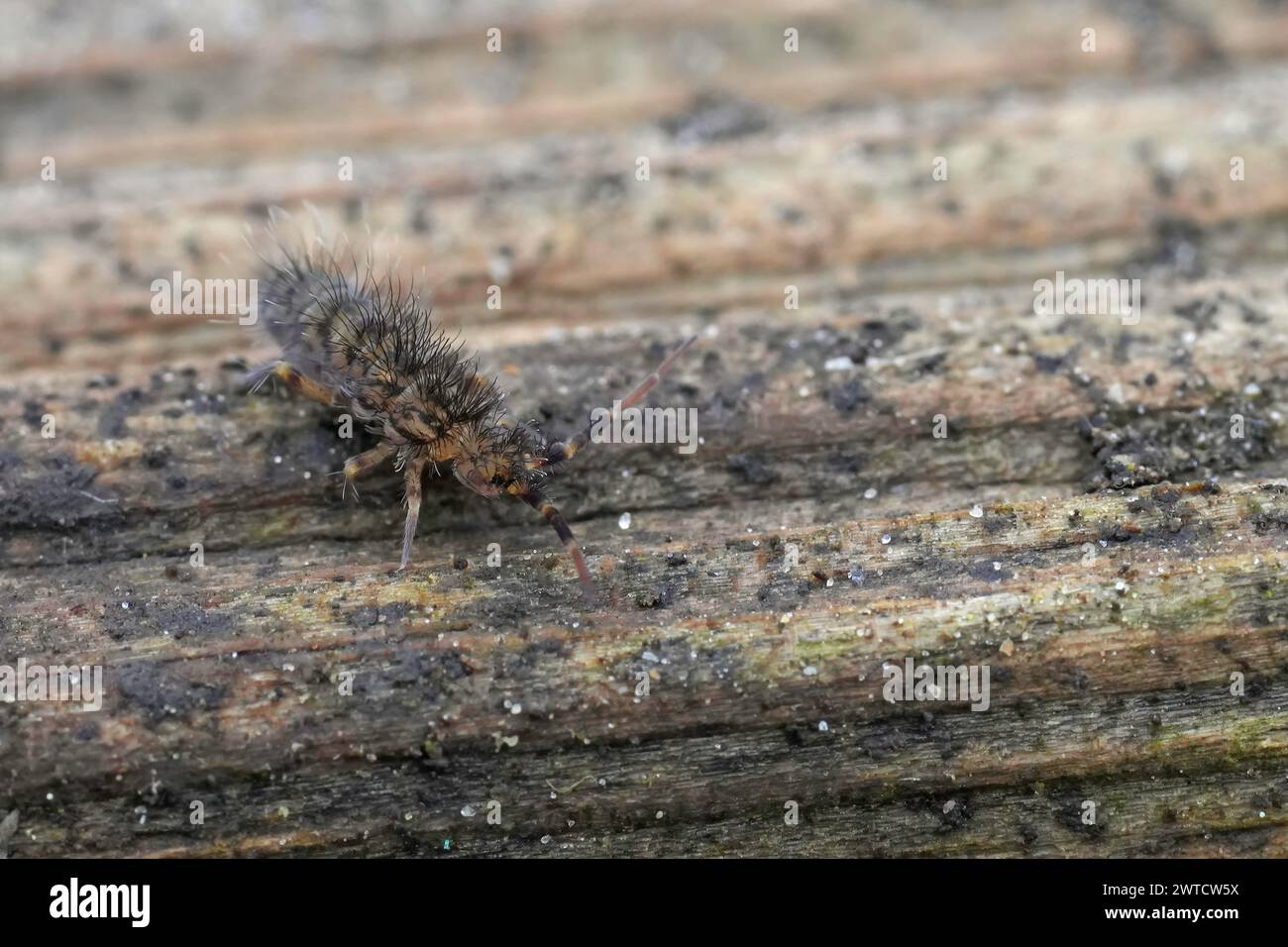 Natural closeup on a hairy slender springtail, Orchesella villosa ...