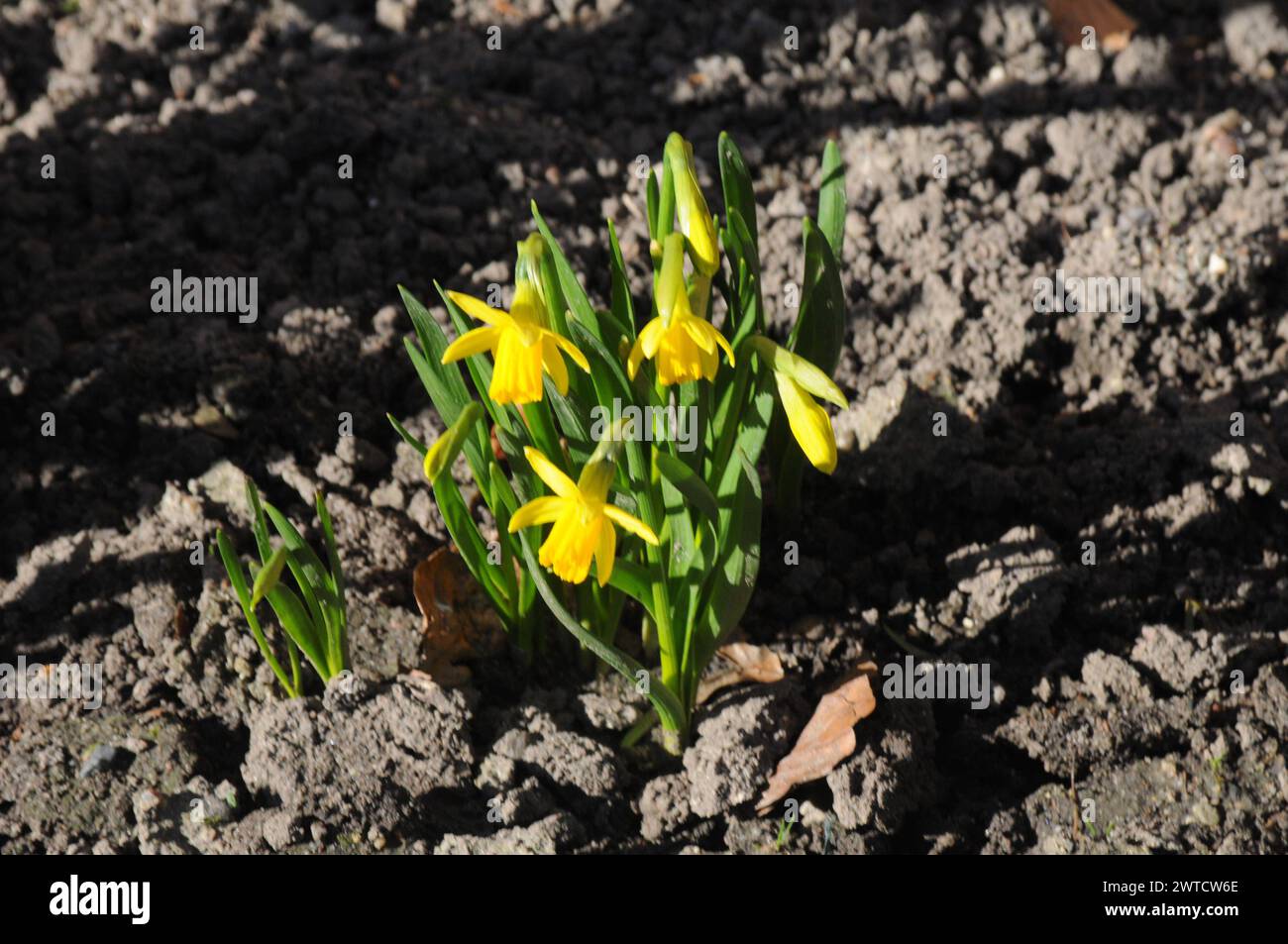 Copenhagen, Denmark /17 March 2024/.Daffodils flowers for sale in ...