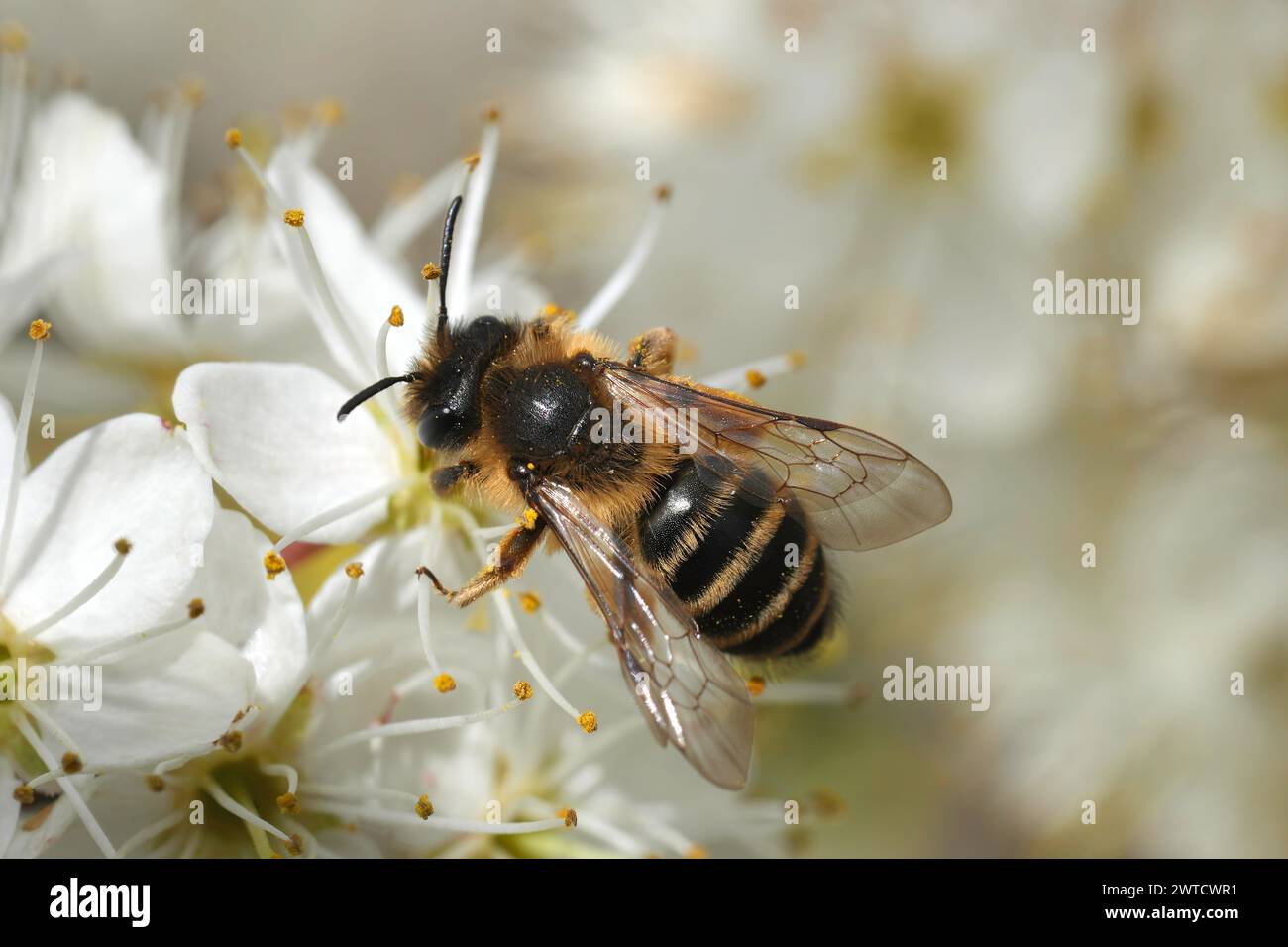 Natural closeup on a female Yellow-legged mining bee, Andrena flavipes ...