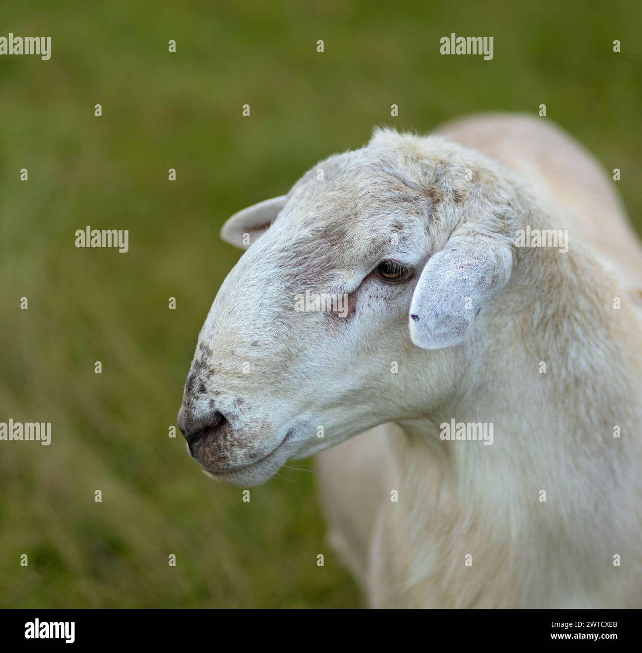 Katahdin ram hi-res stock photography and images - Alamy