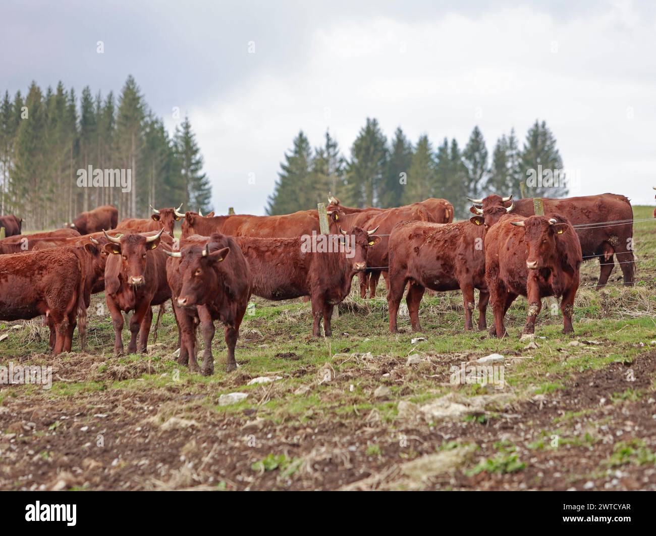 Endangered livestock animals hi-res stock photography and images - Alamy