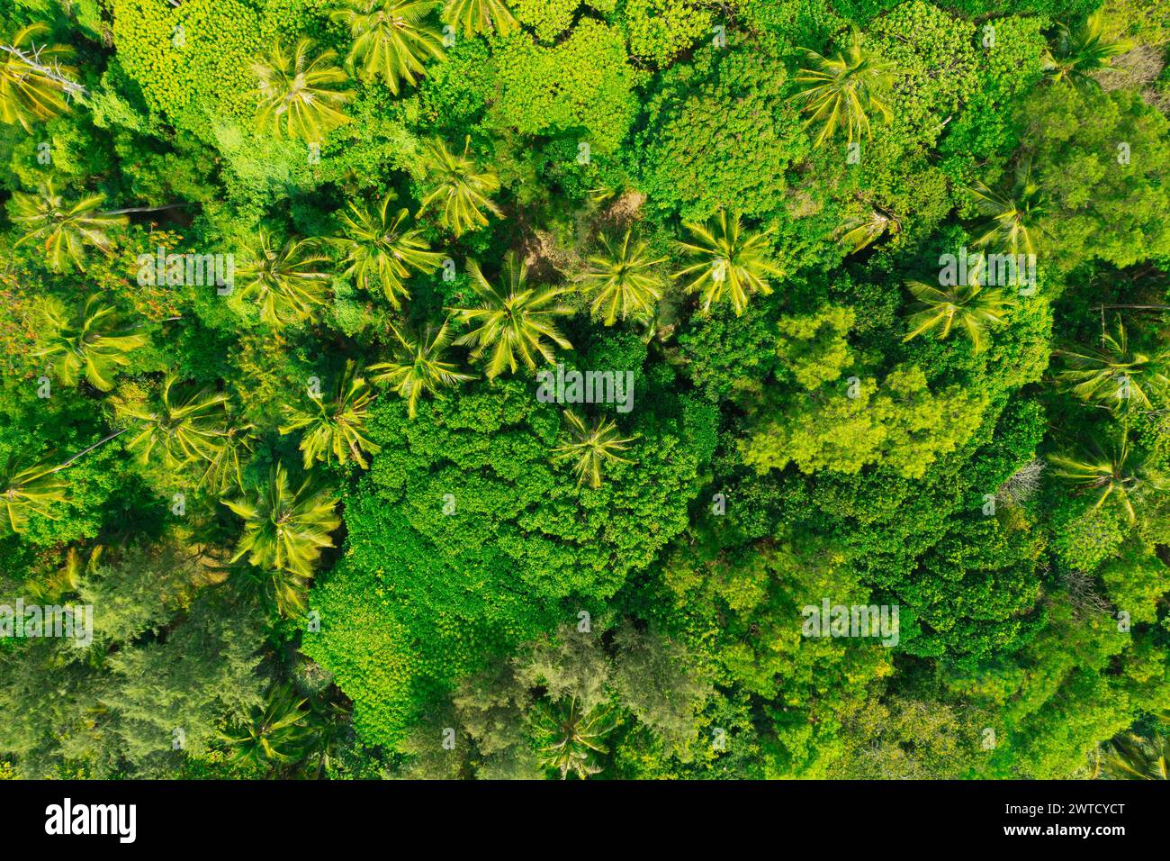 Rainforest deforestation aerial view hi-res stock photography and ...