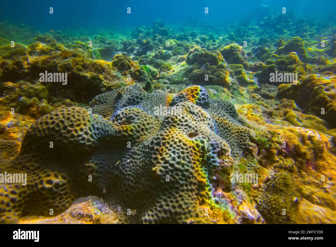 Vibrant underwater landscape showcasing a prominent brain coral with a ...