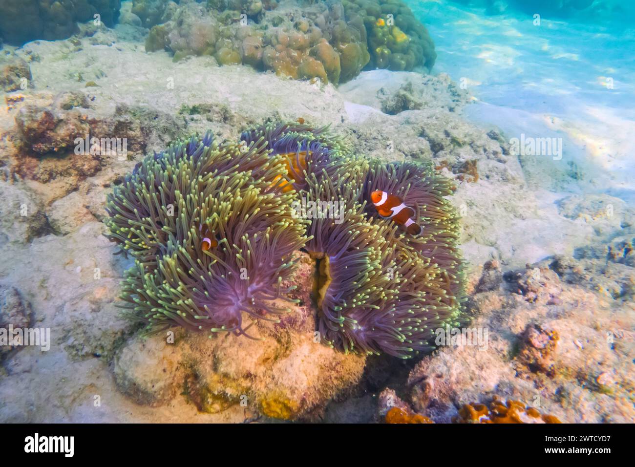 Three Clown fish Amphiprion ocellaris swim fish in polyps poisonous ...