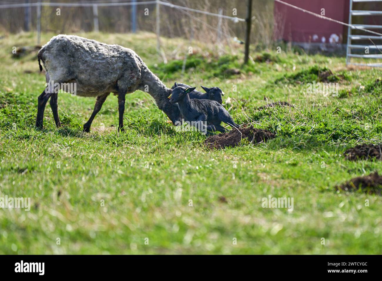 Fat rumped sheep hi-res stock photography and images - Alamy
