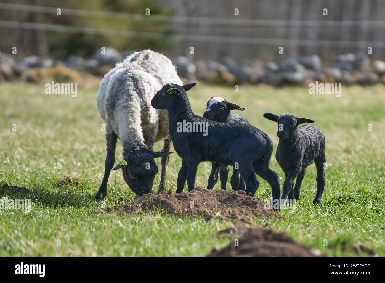 Fat rumped sheep hi-res stock photography and images - Alamy