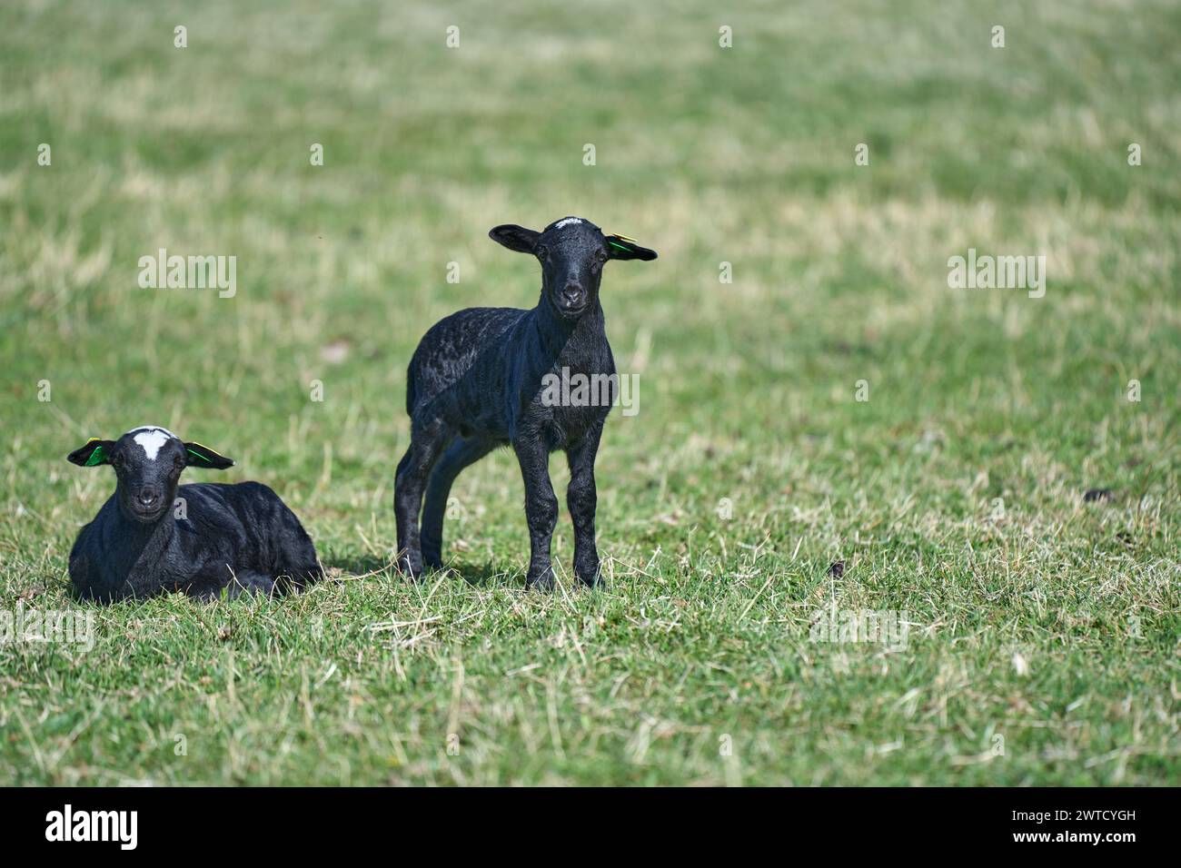 Fat rumped sheep hi-res stock photography and images - Alamy
