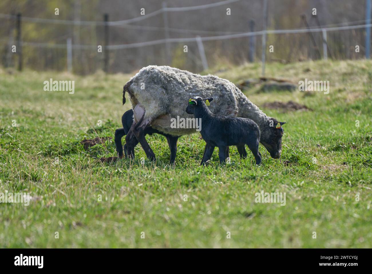 Fat rumped sheep hi-res stock photography and images - Alamy