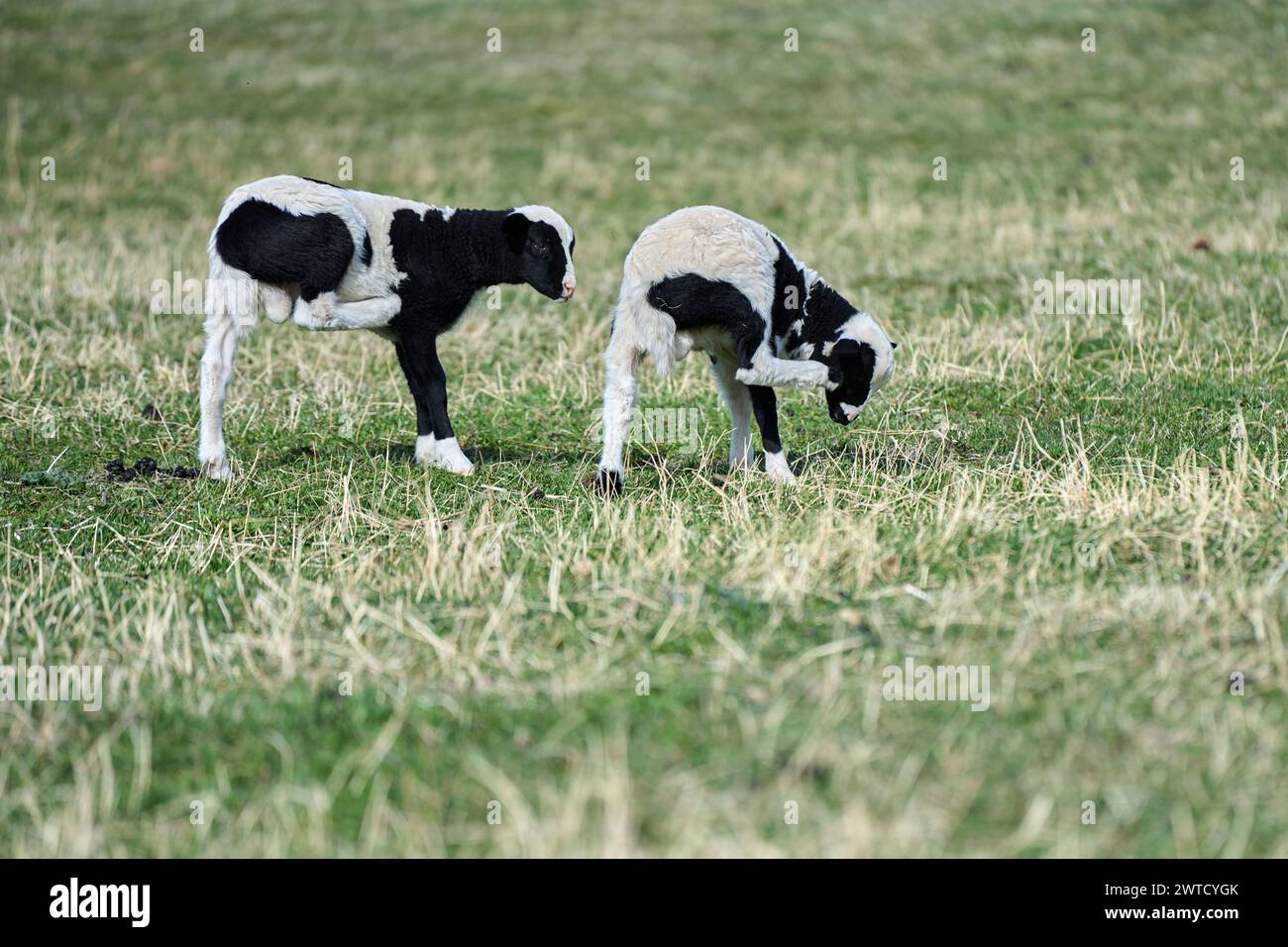 Fat rumped sheep hi-res stock photography and images - Alamy