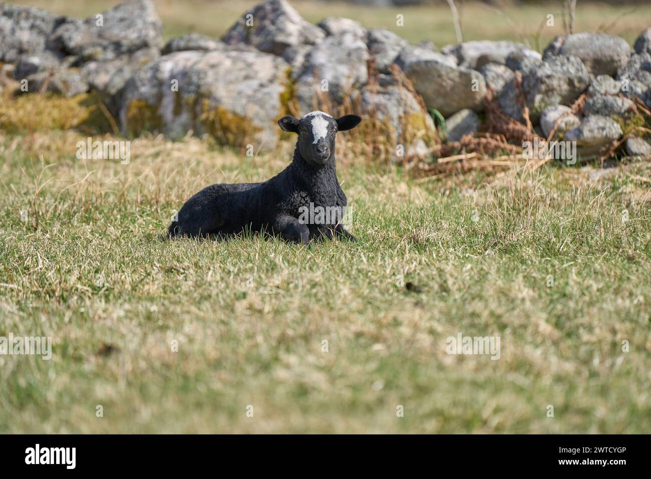 Beautiful Gotland sheep with lambs and Dorper sheep crosses with lambs in a meadow on a sunny ...