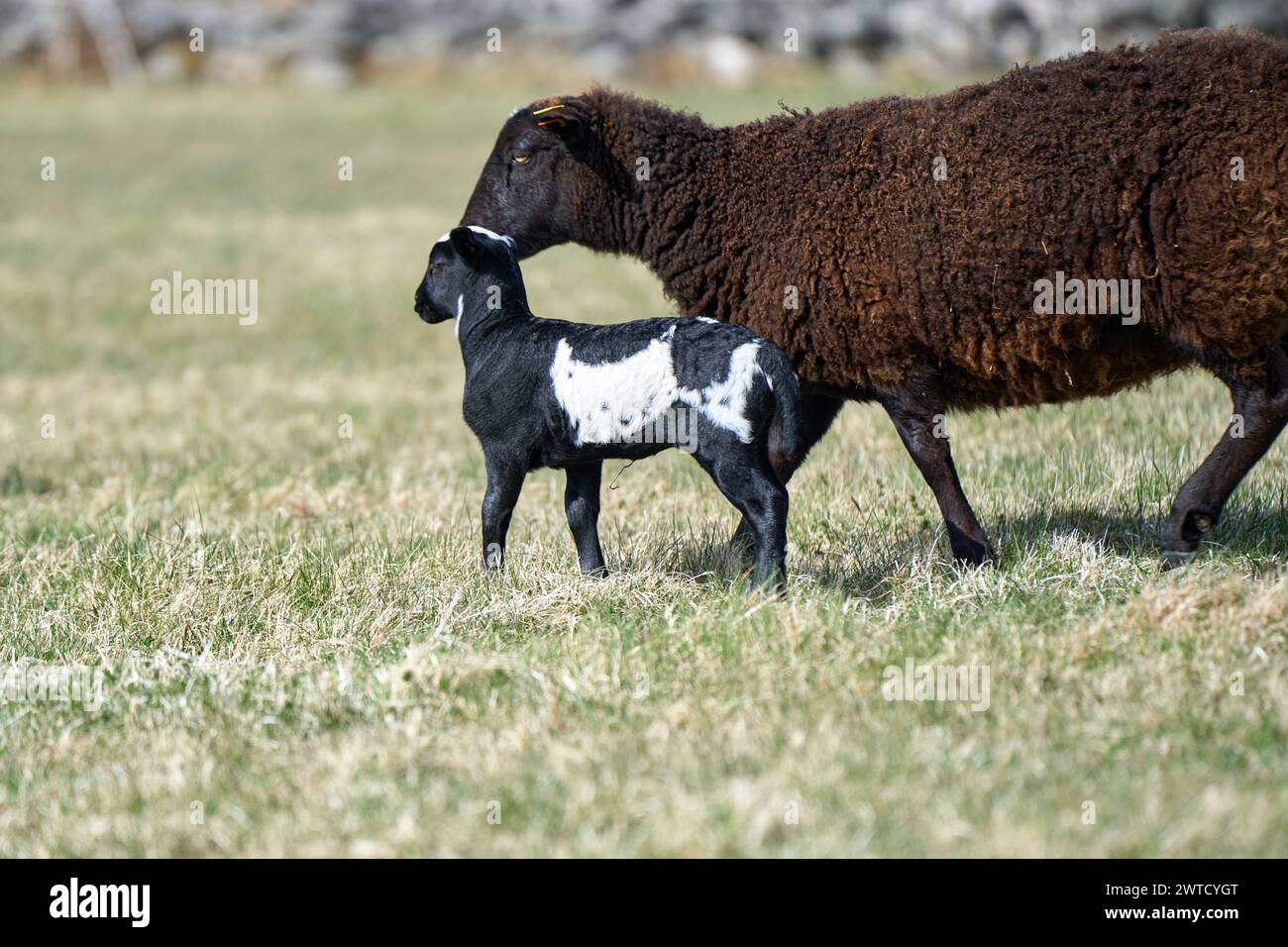 Fat rumped sheep hi-res stock photography and images - Alamy