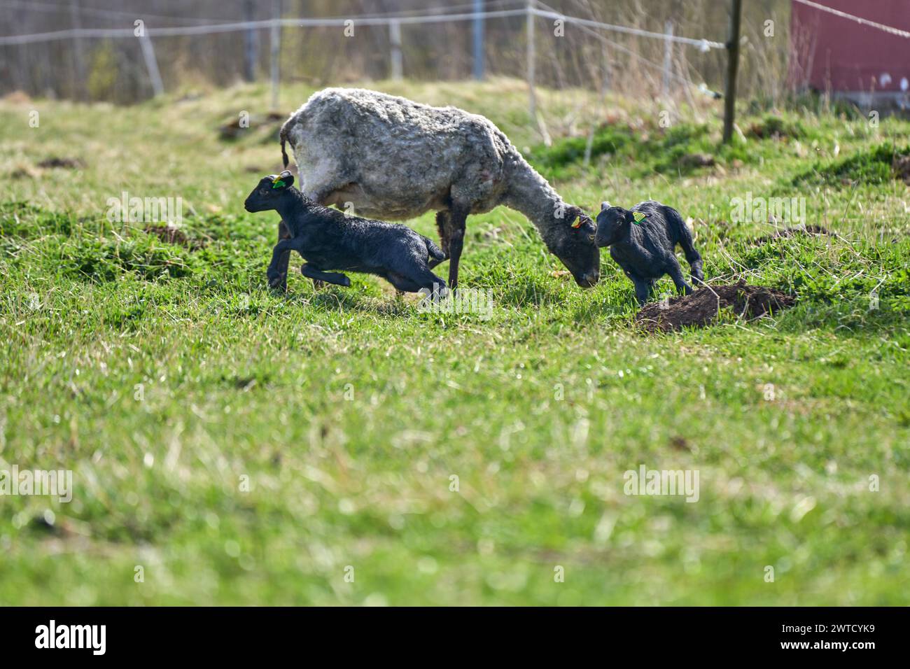 Fat rumped sheep hi-res stock photography and images - Alamy