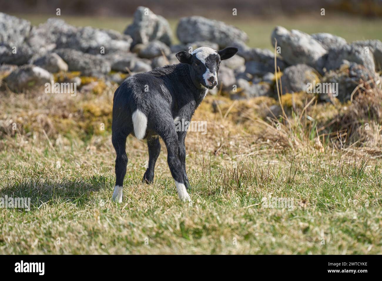 Fat rumped sheep hi-res stock photography and images - Alamy