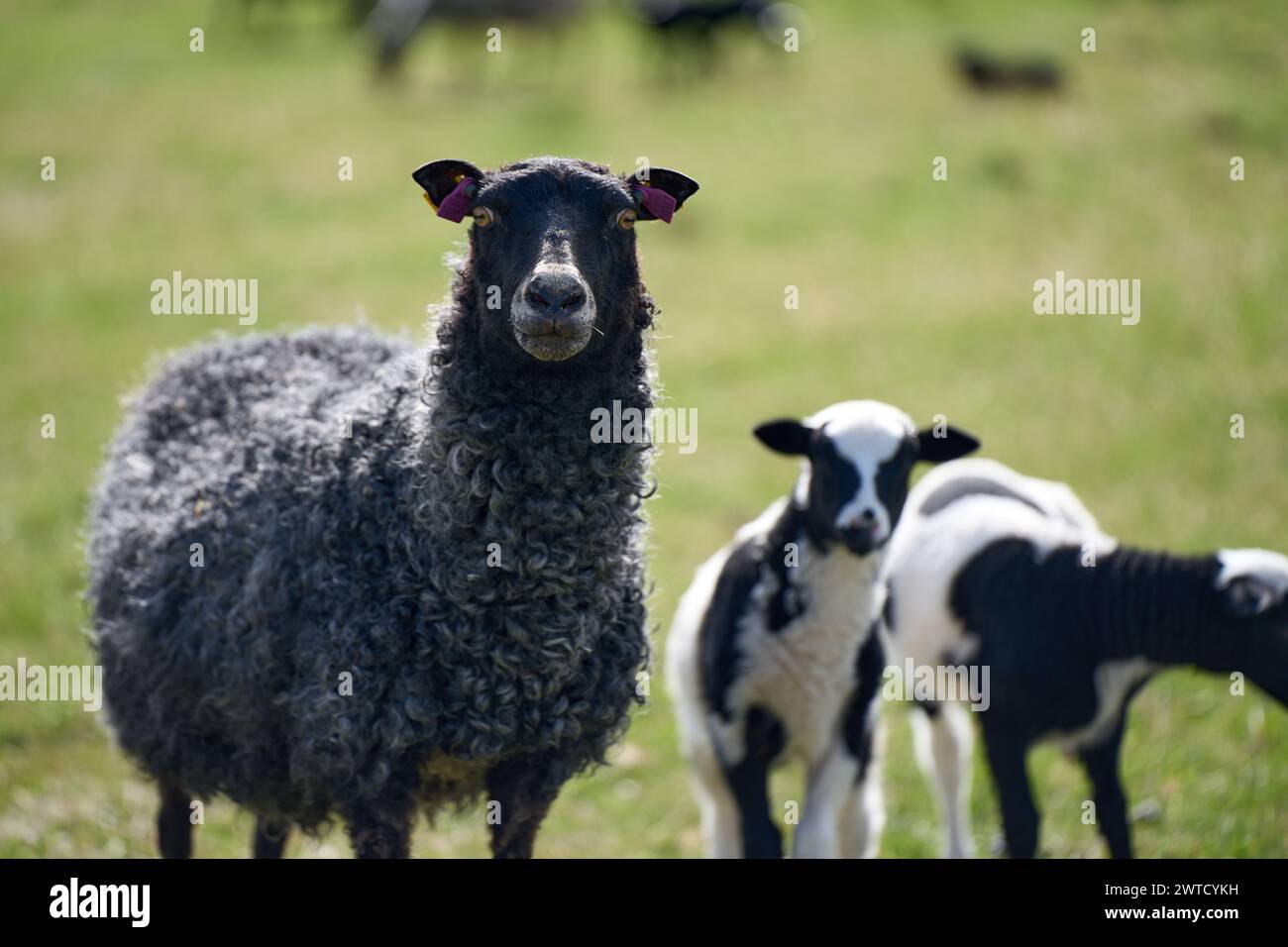 Beautiful Gotland sheep with lambs and Dorper sheep crosses with lambs in a meadow on a sunny ...