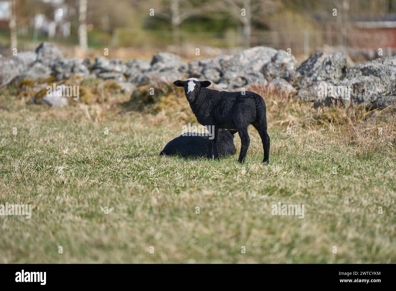 Beautiful Gotland sheep with lambs and Dorper sheep crosses with lambs in a meadow on a sunny ...