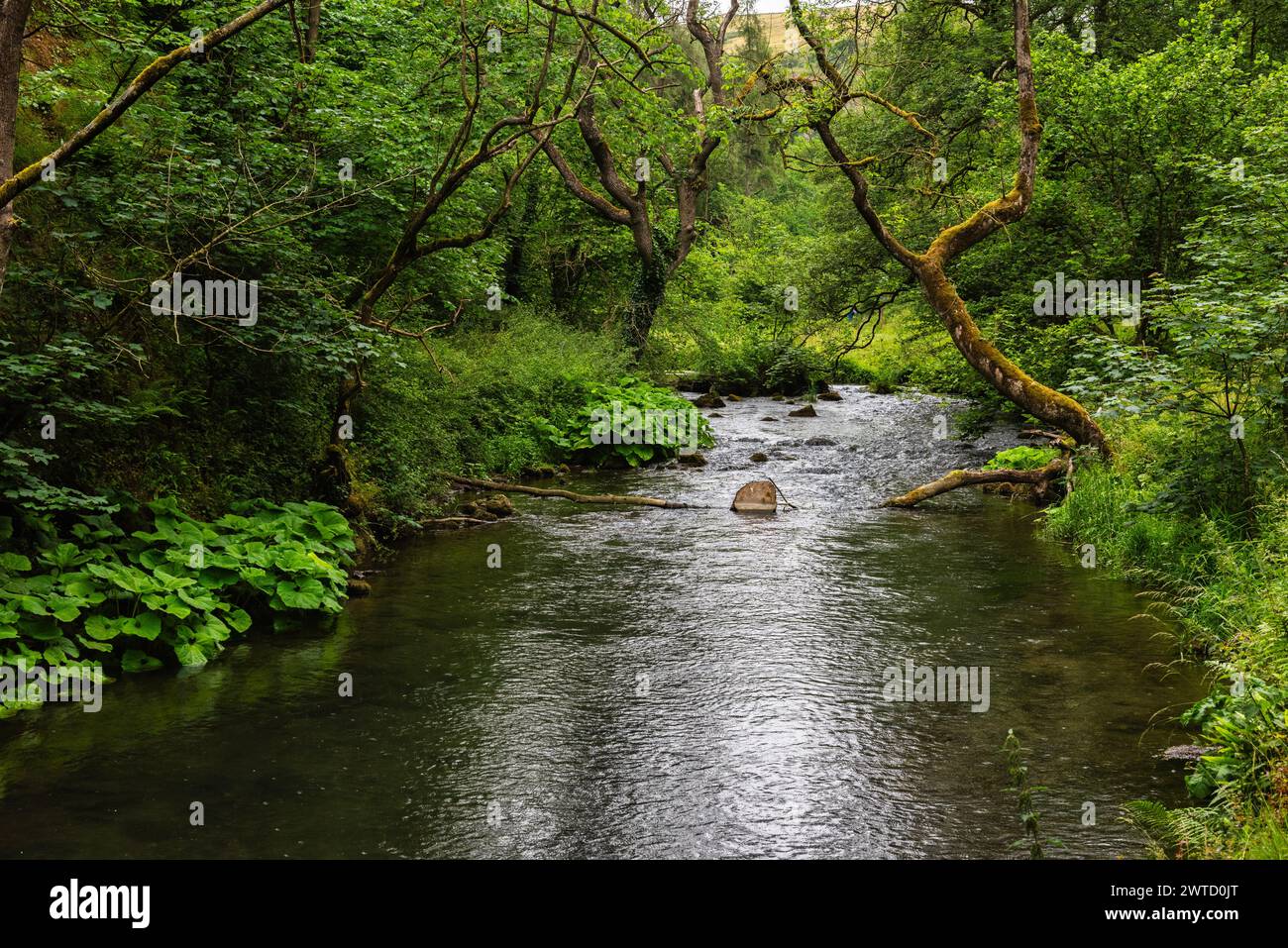 The River Dove viewed from the path between Dovedale and Milldale in ...