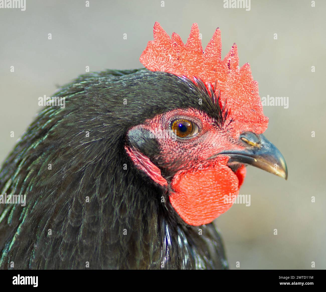 Free ranging Austerlorp chicken rooster head and shoulders photo taken ...