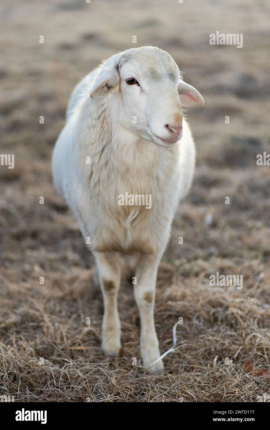 Young Katahdin sheep ram on a winter paddock on a farm in North ...