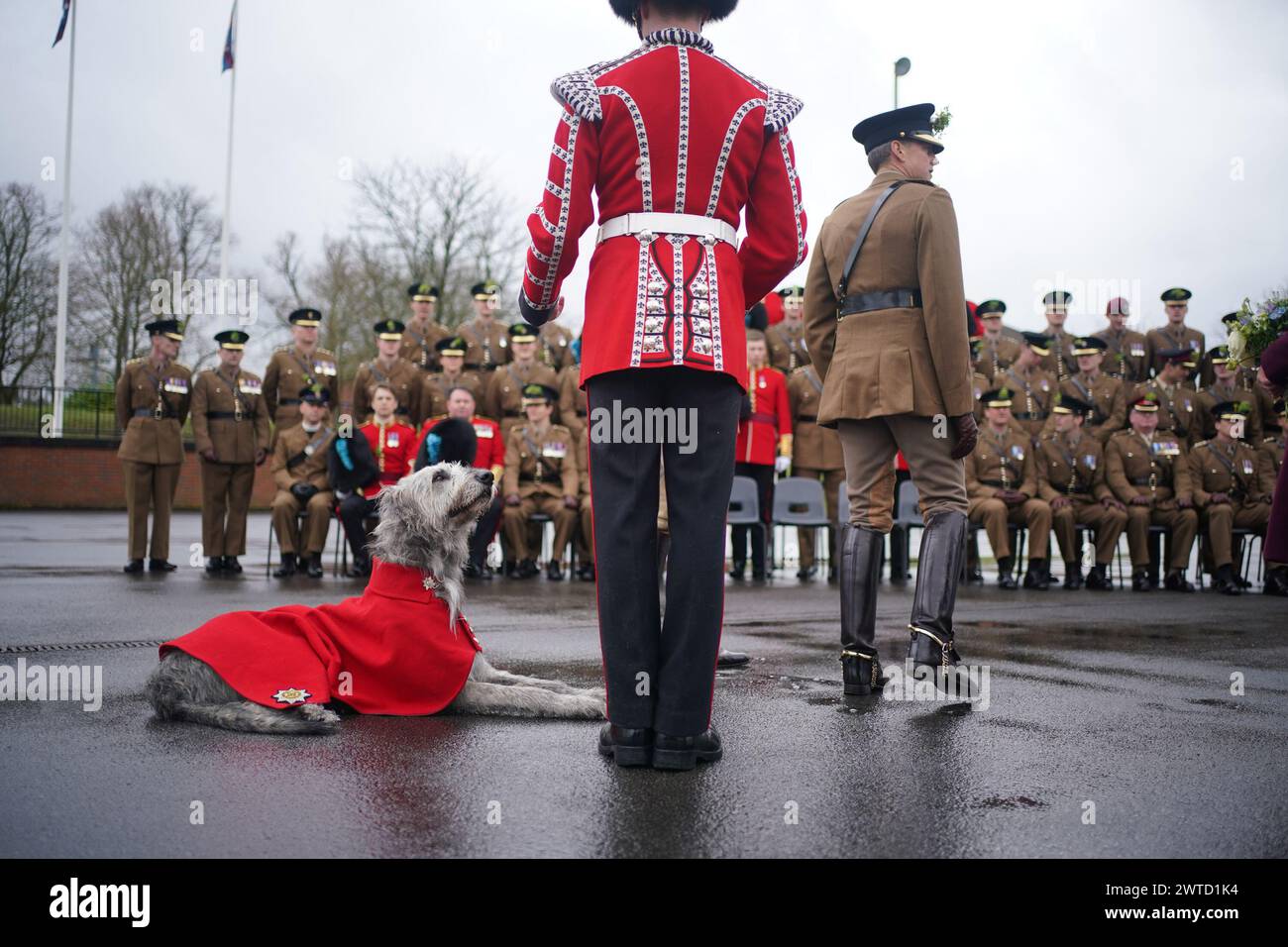 Irish Guards mascot, 3-year-old Irish Wolfhound, Seamus, by the feet of ...